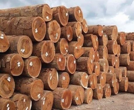 Timber exportation - ANG Global Services